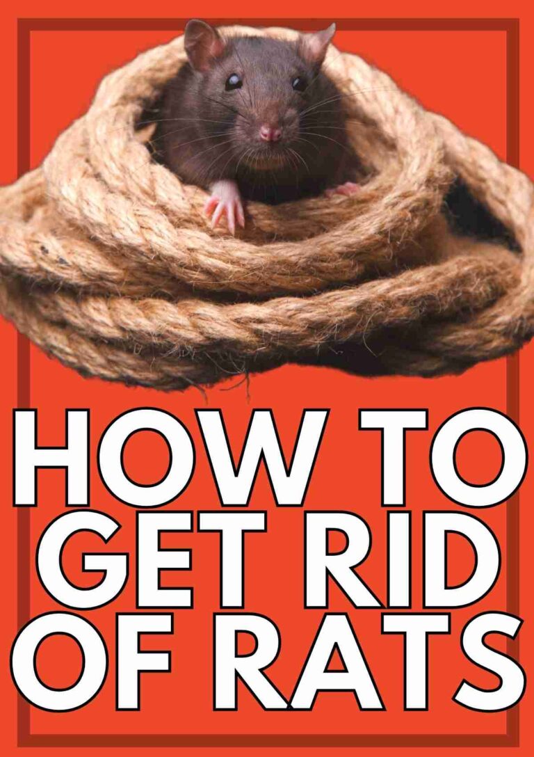 How To Get Rid Of Rats And Mice - 15 Easy Rodent Solutions