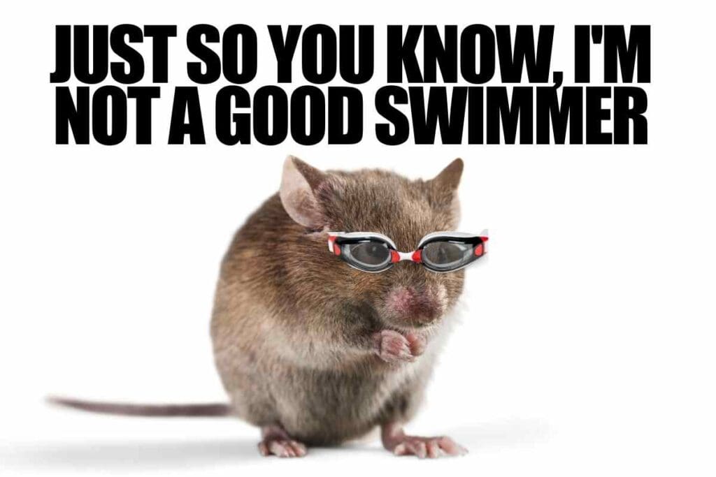 How To Get Rid Of Rats And Mice - 15 Easy Rodent Solutions