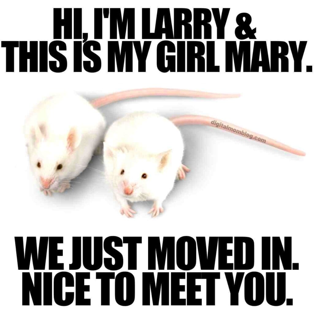 How To Get Rid Of Rats And Mice - 15 Easy Rodent Solutions