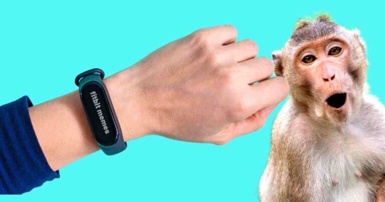 50 Fun Fitbit Memes About Fitness Exercise And Step Count