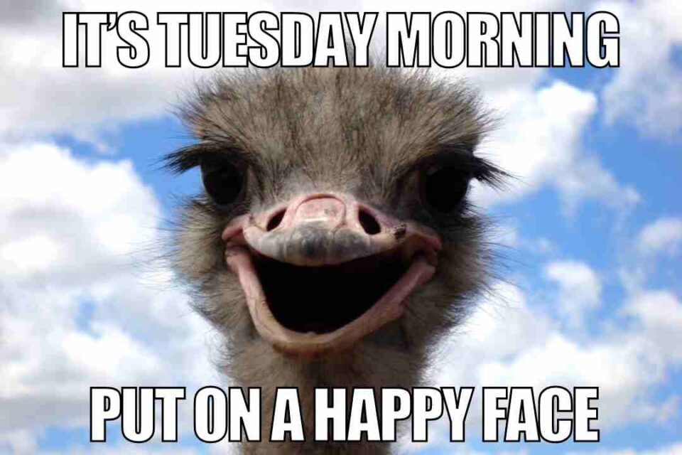 These 25 Tuesday Memes Are Here To Get You To Wednesday