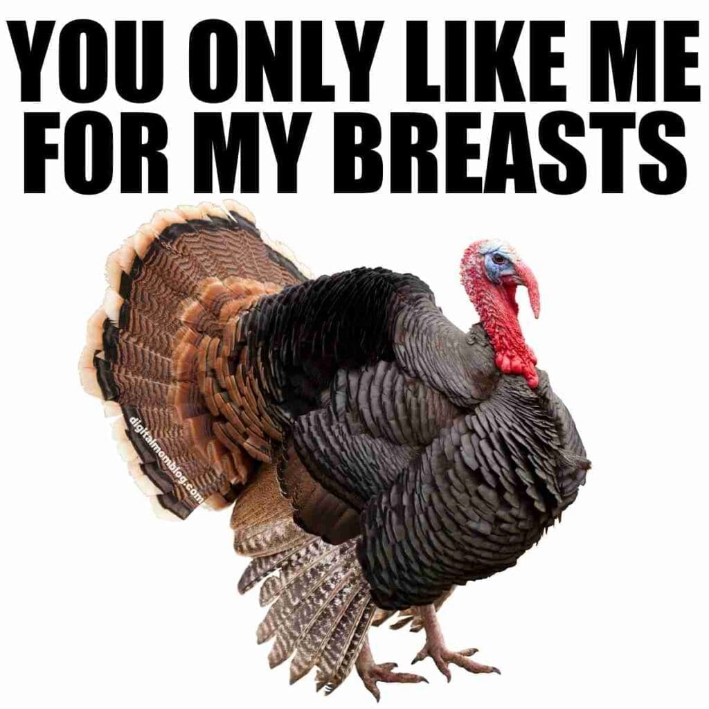 Turkey Memes That’ll Have You Stuffed With Laughter