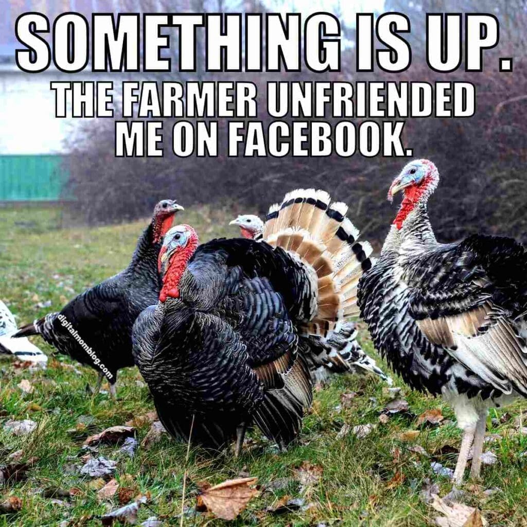 Funny Turkey Memes For Thanksgiving 2024
