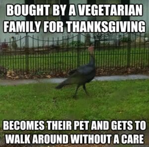 Vegan Memes - 15+ Funny Memes For Vegetarians