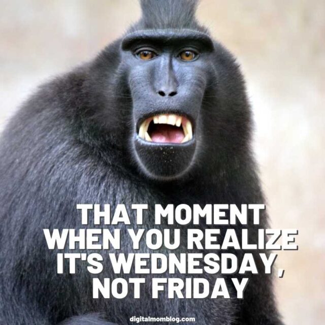 50 Funny Wednesday Memes And Images You Must Share Midweek
