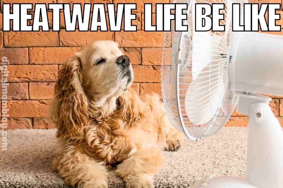 35 Hot Weather Memes That Totally Get The Summer Struggle 35 Hot Weather Memes That Totally Get The Summer Struggle
