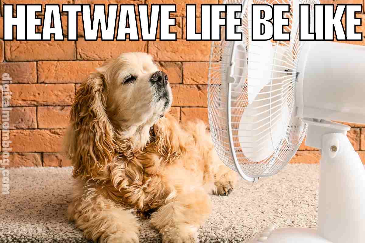 35 Sizzling Hot Weather Memes For Beating The Summer Heat