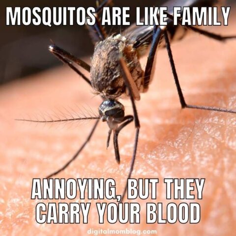 20 Funny Mosquito Memes For Bite Victims