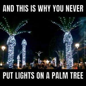 25 Funny Christmas Tree Memes For Sharing
