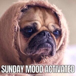 40 Funny Sunday Memes To Beat The End Of The Weekend Blues