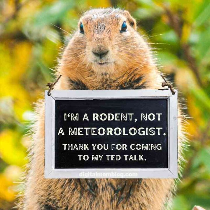 Groundhog Day Memes And Funny Groundhog Memes For 2022