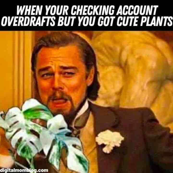 Plant Memes - 50+ Funny Images For The Greenery Obsessed
