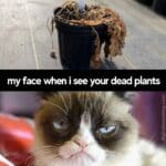 50 Hilarious Plant Memes That Every Gardener Can Relate To