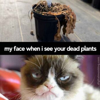 50 Hilarious Plant Memes That Every Gardener Can Relate To