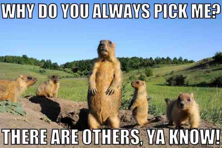 Groundhog Day Memes And Funny Groundhog Memes For 2022