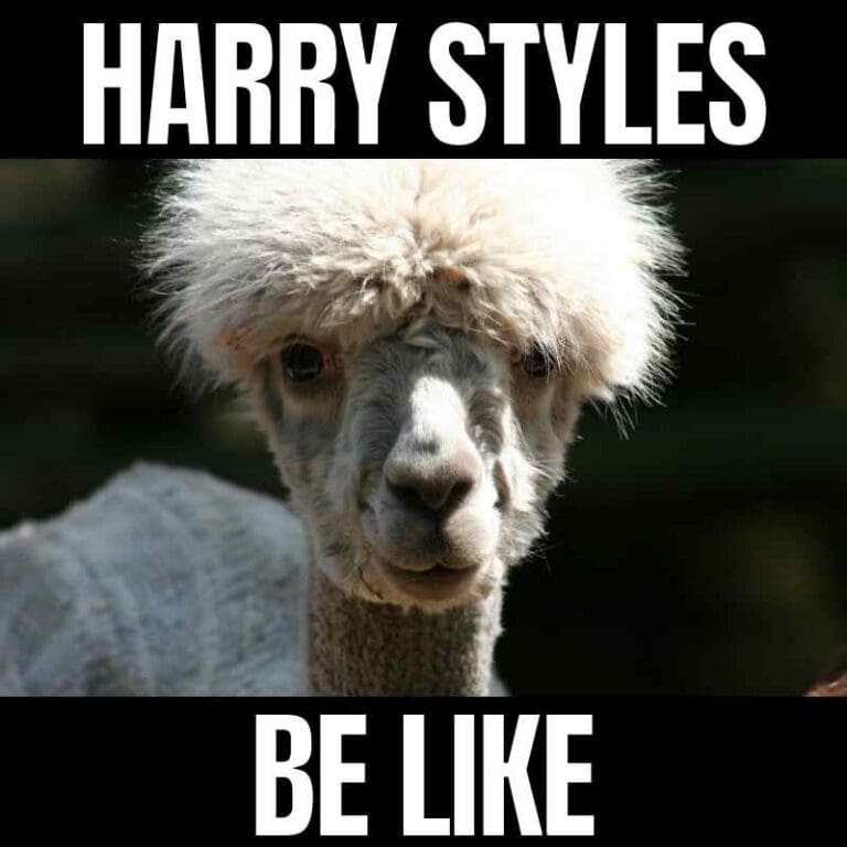 15 Golden Harry Styles Memes That Are As Iconic As His Outfits