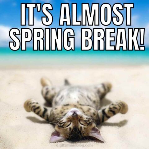 Funny Spring Break Memes For 2022