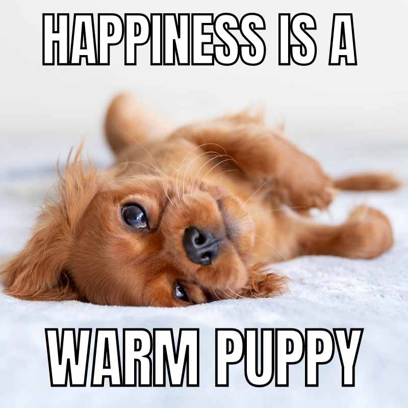 25 Cute Puppy Memes To Melt Your Heart 25 Cute Puppy Memes To Melt Your Heart