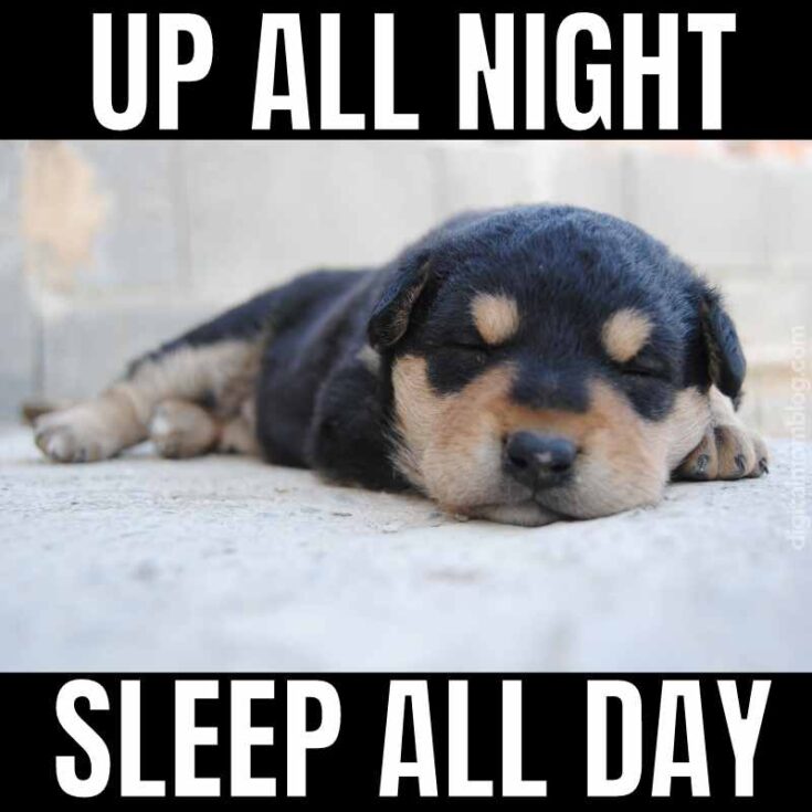 25 Hilarious Puppy Memes That Will Make Your Tail Wag