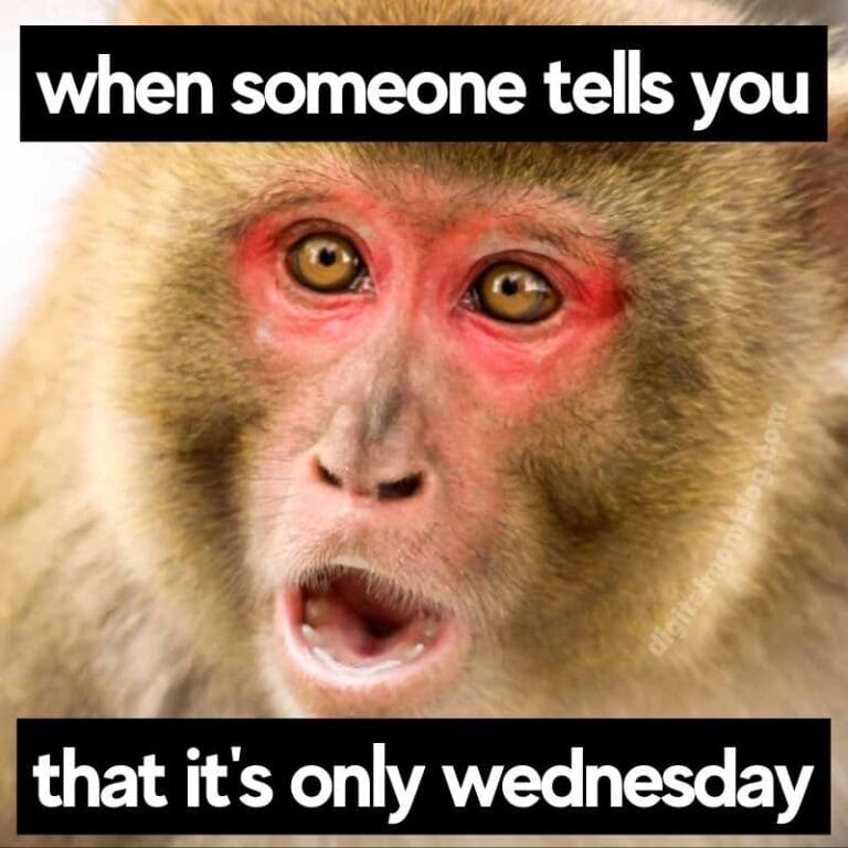 50 Funny Wednesday Memes And Images You Must Share Midweek