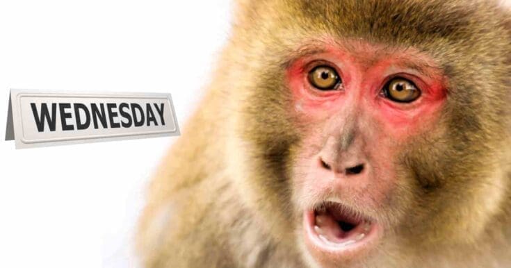 50 Funny Wednesday Memes And Images You Must Share Midweek