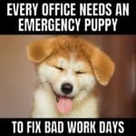25 Cute Puppy Memes To Melt Your Heart