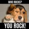 25 Cute Puppy Memes To Melt Your Heart