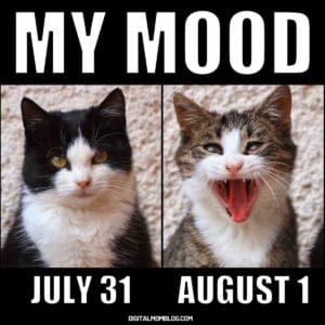 Best August Memes: Funny Images For The New Month