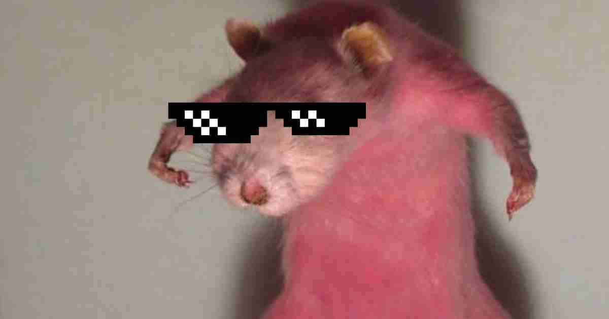 These 17 Rat Memes Are The Real Cheese Of The Internet These 17 Rat Memes Are The Real Cheese Of The Internet