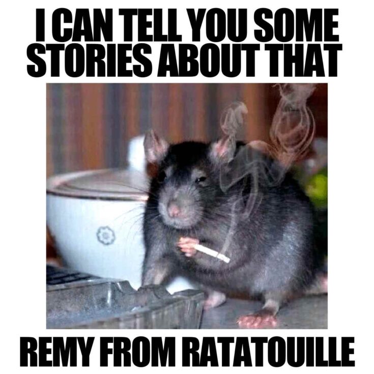 These 17 Rat Memes Are The Real Cheese Of The Internet
