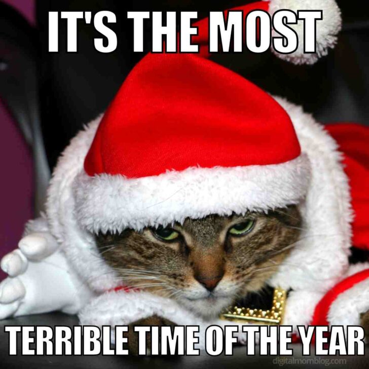20+ Christmas Cat Memes To Spread Holiday Cheer - Digital Mom Blog
