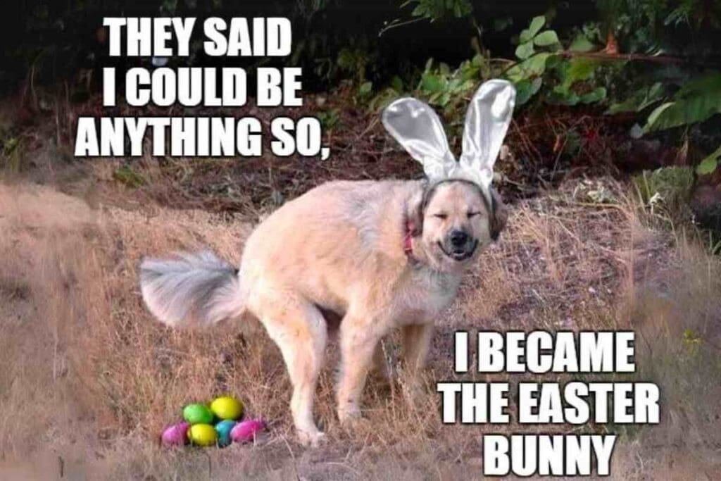 Funny Happy Easter Memes 40+ Happy Easter Meme Stock Photos, Pictures