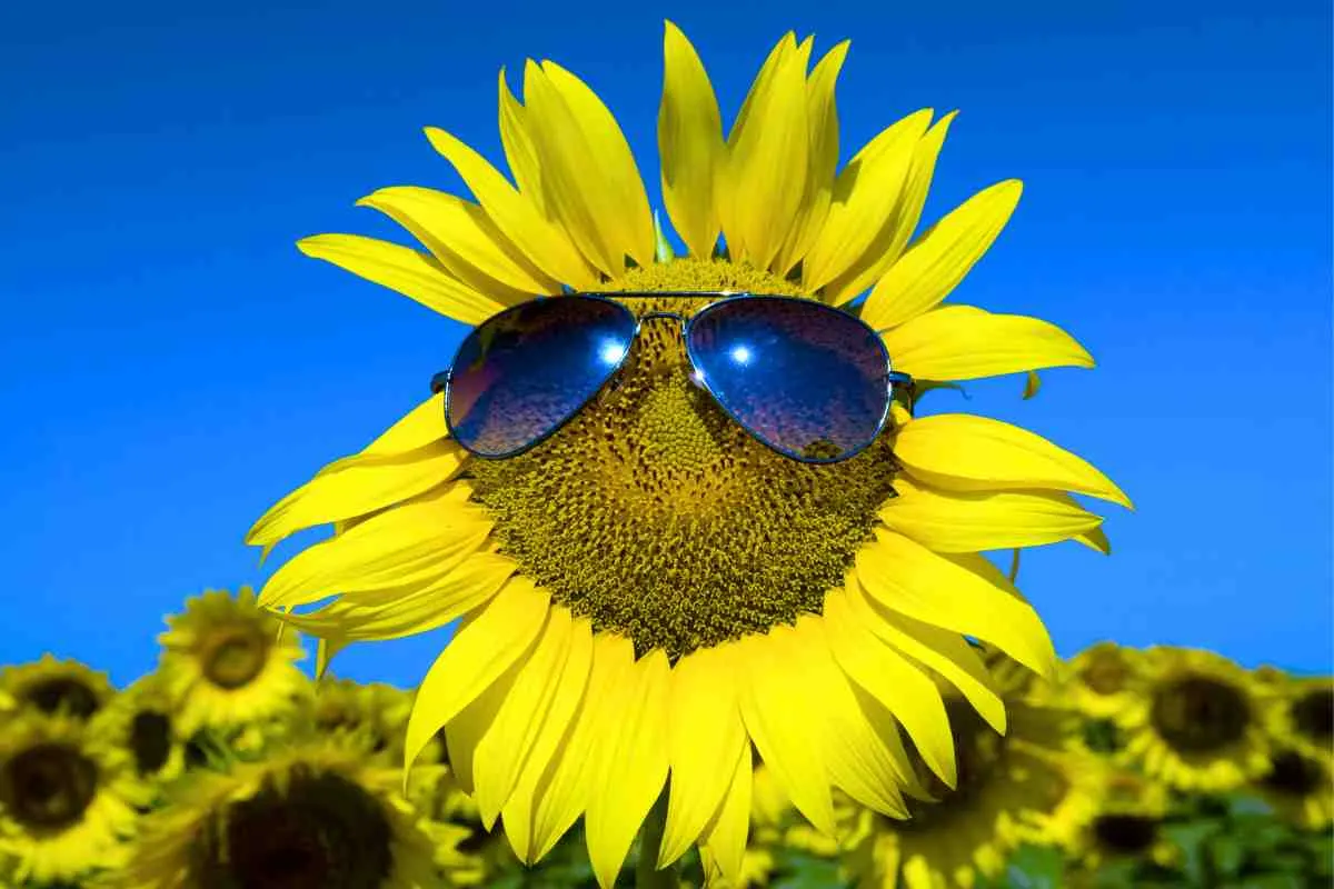 Months Of The Year: Monthly Laughs, Humor And Fun