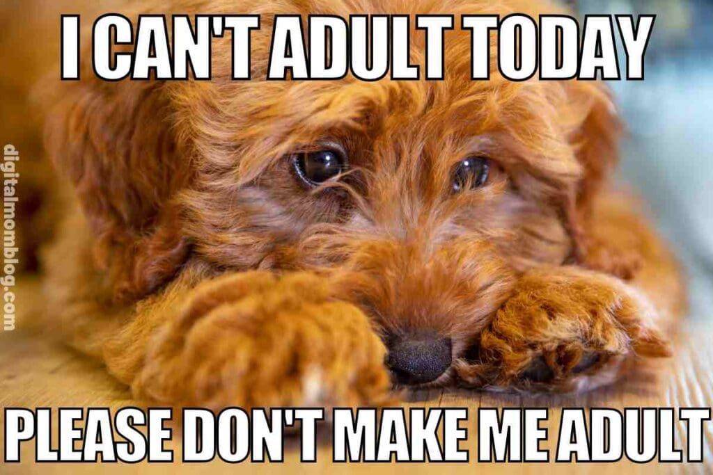 Funny Adulting Memes That’ll Make You Laugh-Cry At Life