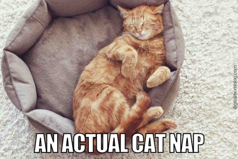 40 Best Nap Memes About Those Mid Day Sleeps