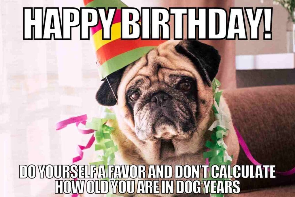 15 Hilarious Happy Birthday Dog Memes: Paws For Celebration