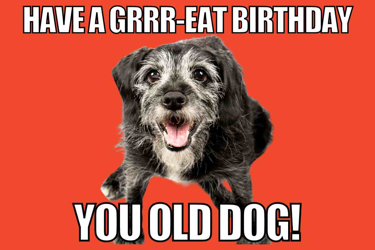 15 Hilarious Happy Birthday Dog Memes: Paws For Celebration