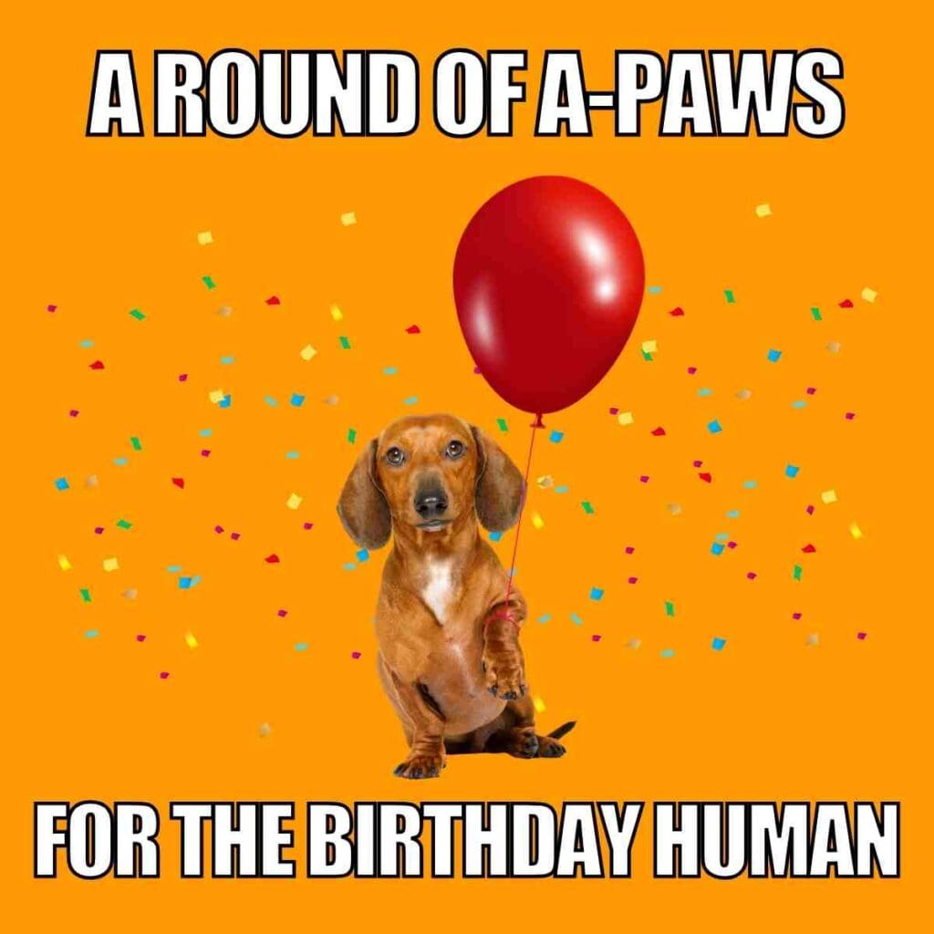 15 Hilarious Happy Birthday Dog Memes: Paws For Celebration