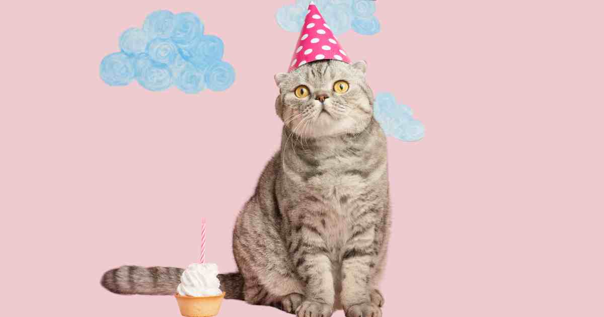 10 Cat Birthday Memes That Are Purrfectly Hilarious