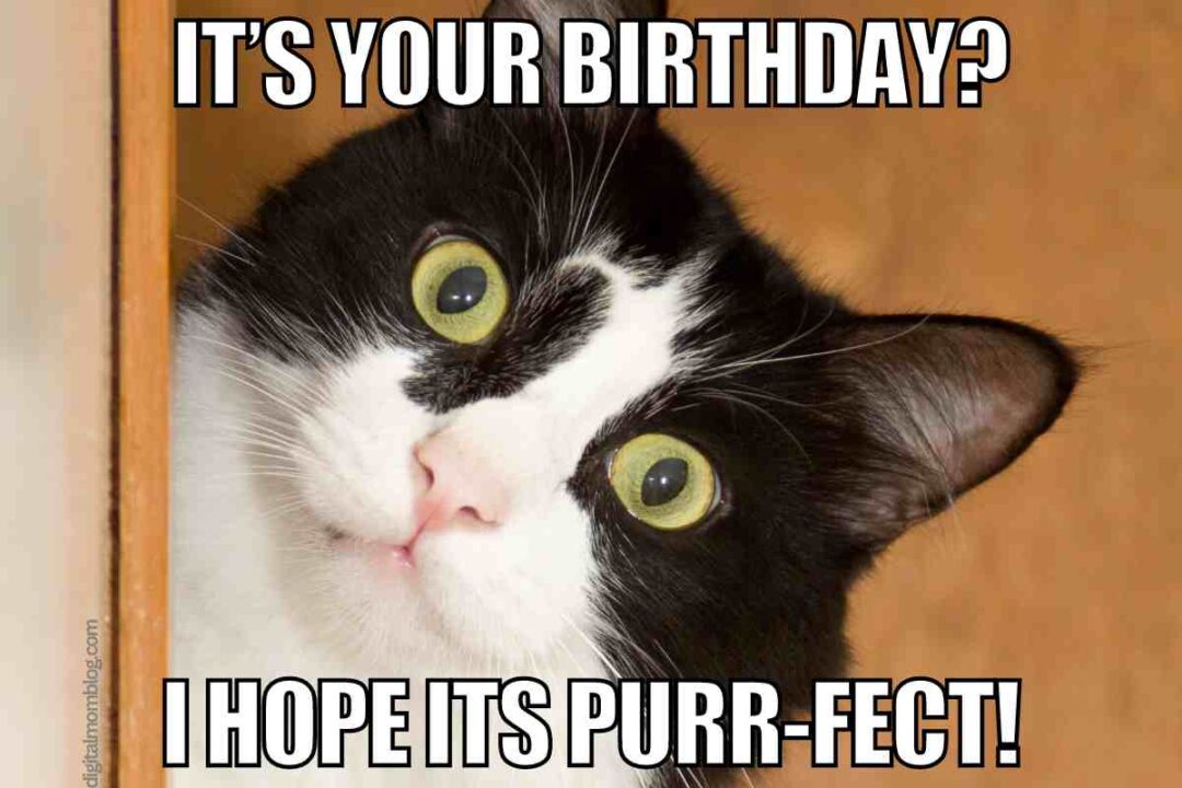 10 Cat Birthday Memes That Are Purrfectly Hilarious